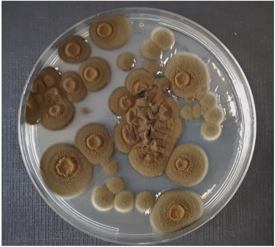 First Documentation of Exophiala spp. Isolation in Psittaciformes