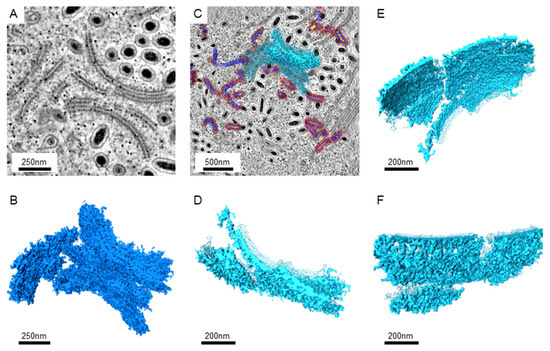 Three-Dimensional Investigations of Virus-Associated Structures in the ...