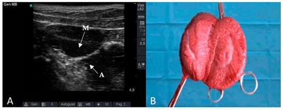 The Use of Abdominal Ultrasound to Improve the Cryptorchidectomy of Pigs