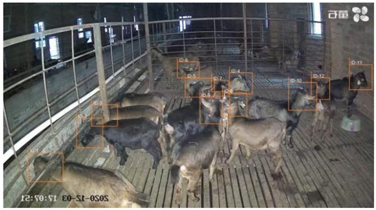 Animals | Free Full-Text | An Integrated Goat Head Detection and Automatic Counting Method Based ...