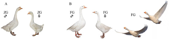 Animals | An Open Access Journal from MDPI