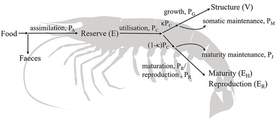 A Dynamic Energy Budget Model for Kuruma Shrimp Penaeus japonicus ...