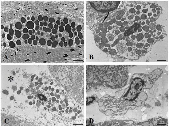 Mast Cell Population and Histamine Content in Hypothyroid Rat Tissues