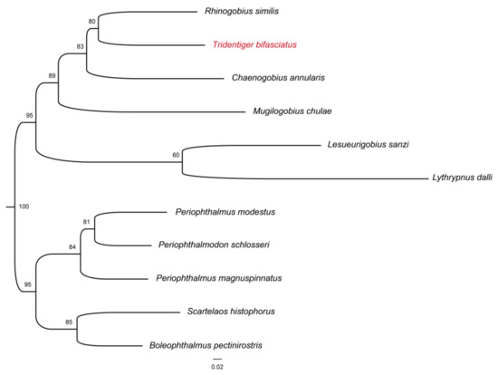 Animals | An Open Access Journal from MDPI