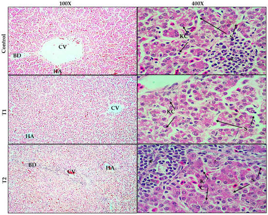 Growth Performance, Histological Changes and Functional Tests of ...