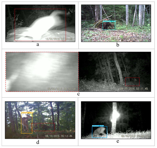 Animal Detection and Classification from Camera Trap Images Using ...