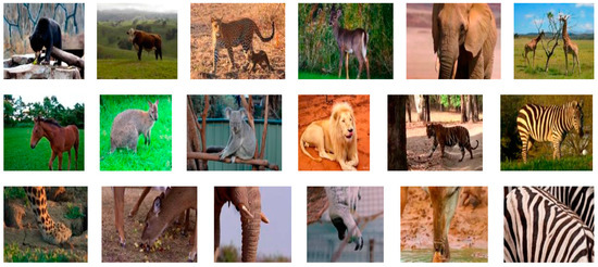Animals | Free Full-Text | Contour-Based Wild Animal Instance ...
