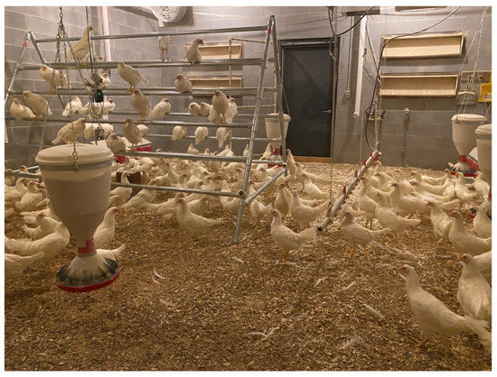 A Deep Learning Model for Detecting Cage-Free Hens on the Litter Floor