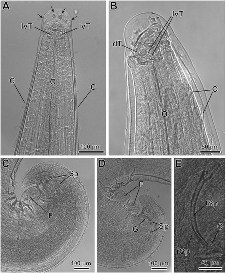 New Data On Pterygodermatites Pterygodermatites Plagiostoma Wedl