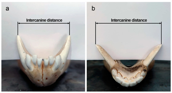 Post-Mortem Dental Profile as a Powerful Tool in Animal Forensic ...