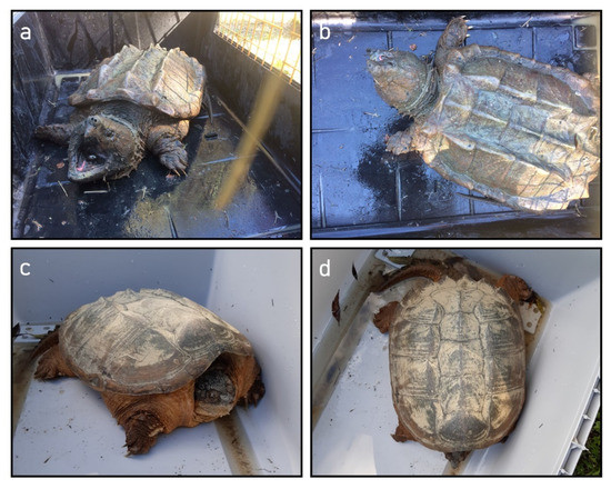 Animals | An Open Access Journal from MDPI