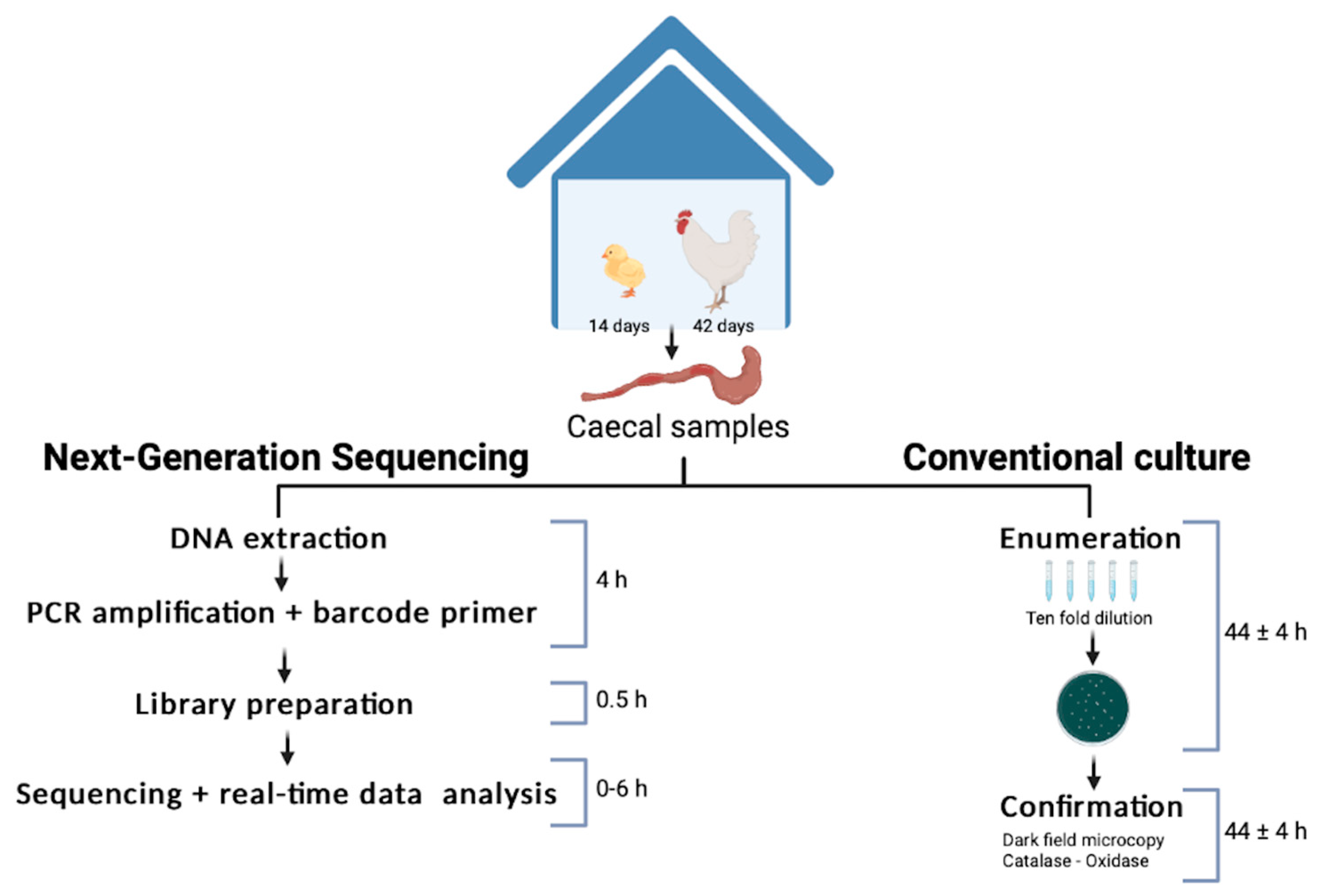 Animals | Free Full-Text | Rapid Oxford Nanopore Technologies MinION ...