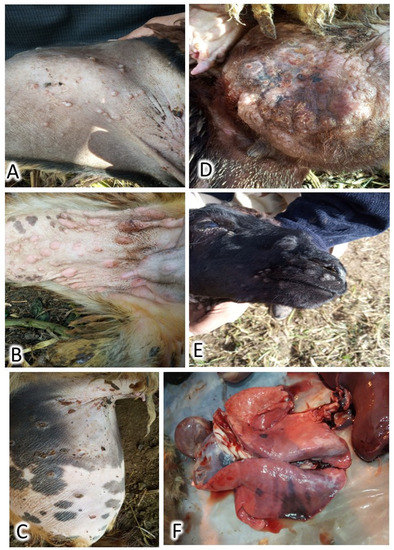 Animals | An Open Access Journal from MDPI