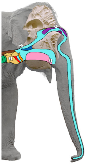 Sound Visualization Demonstrates Velopharyngeal Coupling and Complex ...
