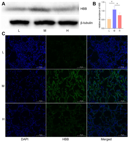 Physiology and Proteomic Basis of Lung Adaptation to High-Altitude ...
