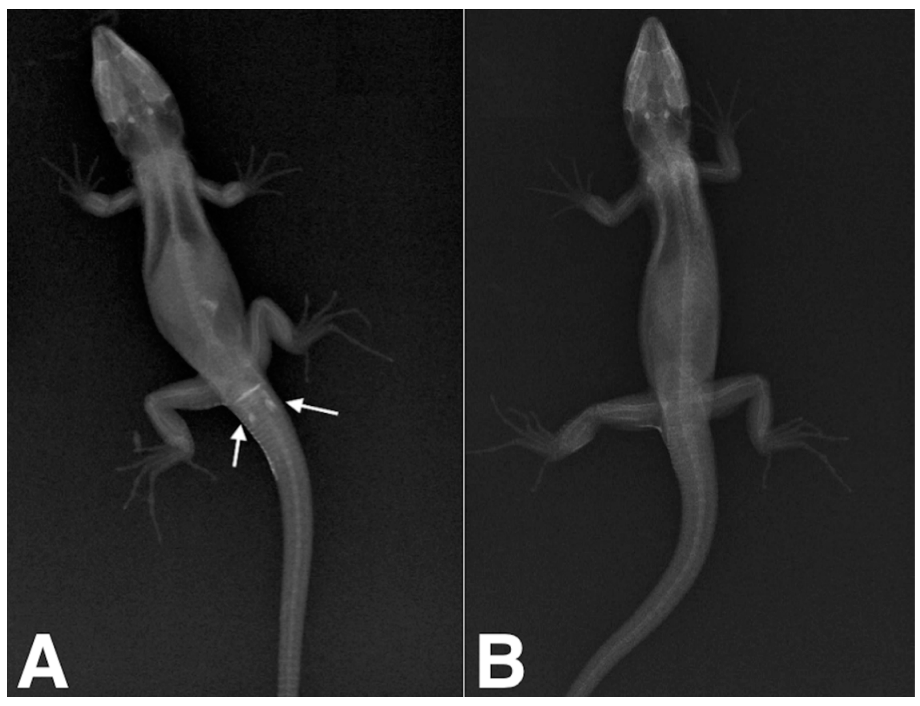 Sex Determination in Immature Sierra Nevada Lizard (Timon nevadensis)