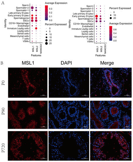 Dosage Compensation of the X Chromosome during Sheep Testis Development ...
