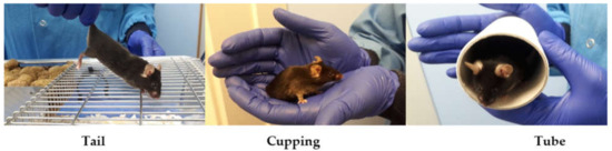 Impact of Refinements to Handling and Restraint Methods in Mice
