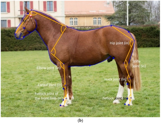 Horse Giving Birth To Triplets