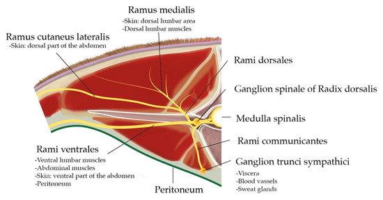 Description of an Ultrasound-Guided Erector Spinae Plane Block and ...
