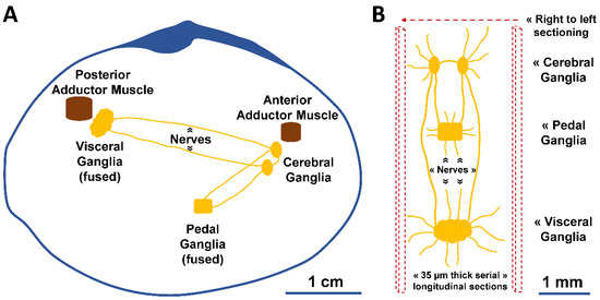 A Stereological Study of the Three Types of Ganglia of Male, Female ...
