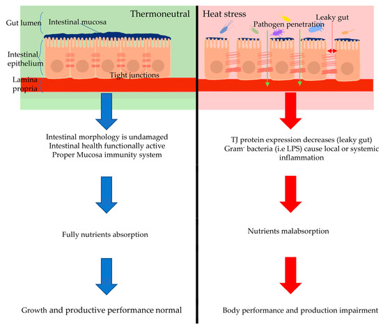 Influence of Heat Stress on Poultry Growth Performance, Intestinal ...