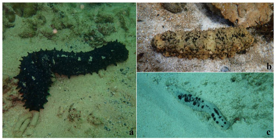 Comparative Analysis of In Situ Eukaryotic Food Sources in Three ...