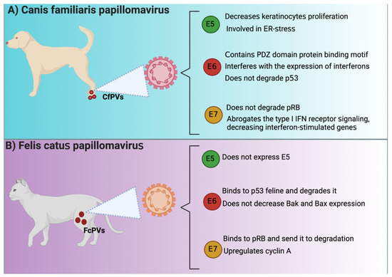 Pathological Similarities in the Development of Papillomavirus ...