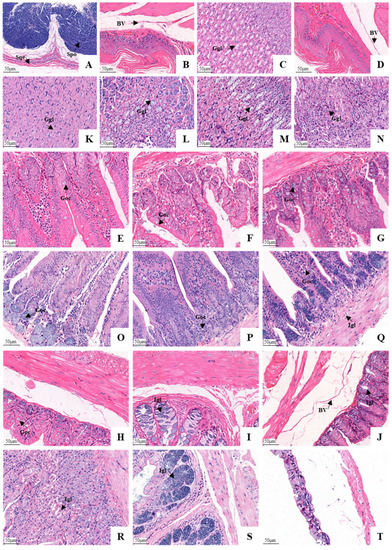 The Complex and Well-Developed Morphological and Histological ...