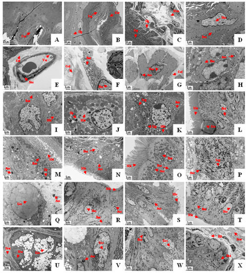 The Complex and Well-Developed Morphological and Histological ...