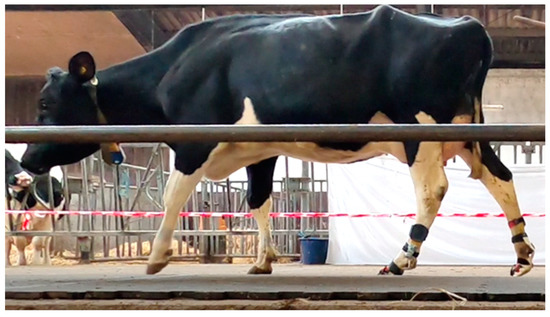 Animals | Free Full-Text | Gait Analysis in Walking and Trotting Dairy ...
