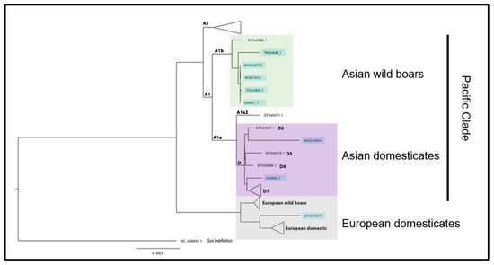 Origins of Polynesian Pigs Revealed by Mitochondrial Whole Genome ...