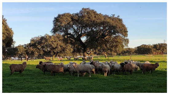 Effect of Sheep Grazing, Stocking Rates and Dolomitic Limestone ...