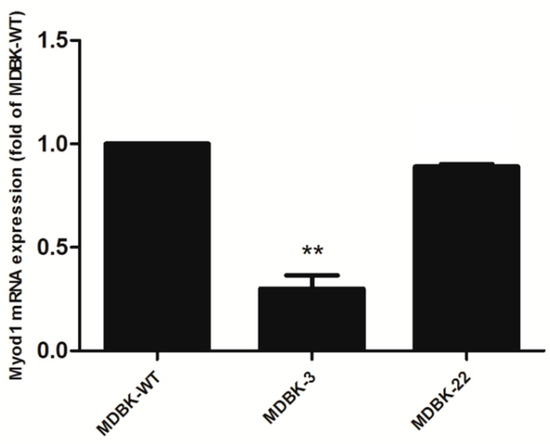 The MyoD1 Promoted Muscle Differentiation and Generation by Activating ...