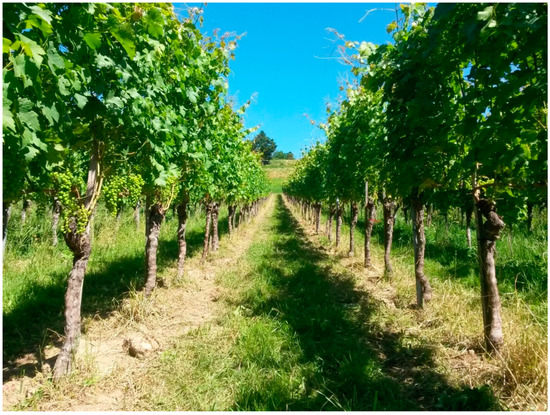 Sheep in the Vineyard: Suitability of Different Breeds and Potential ...