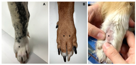 Common Digital Extensor Tendon Injury in Three Sporting Dogs