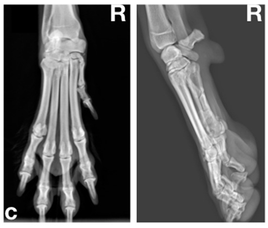 Common Digital Extensor Tendon Injury in Three Sporting Dogs