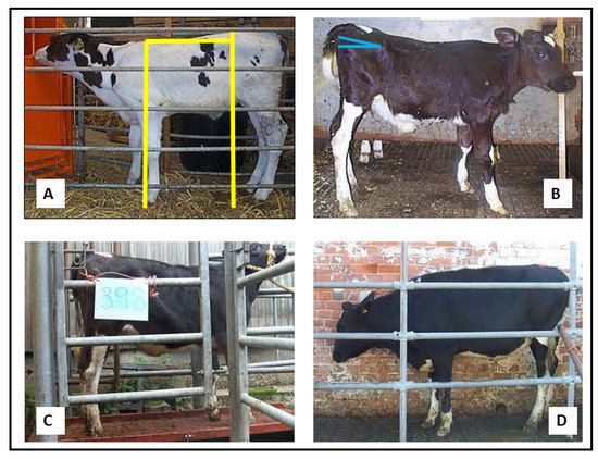 Developmental Programming of Fertility in Cattle—Is It a Cause for Concern?