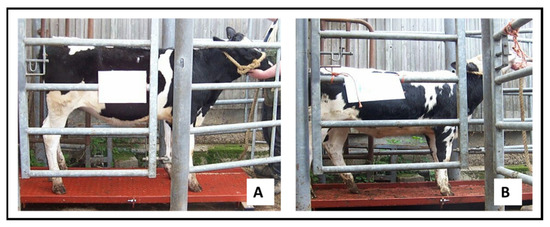 Developmental Programming of Fertility in Cattle—Is It a Cause for Concern?