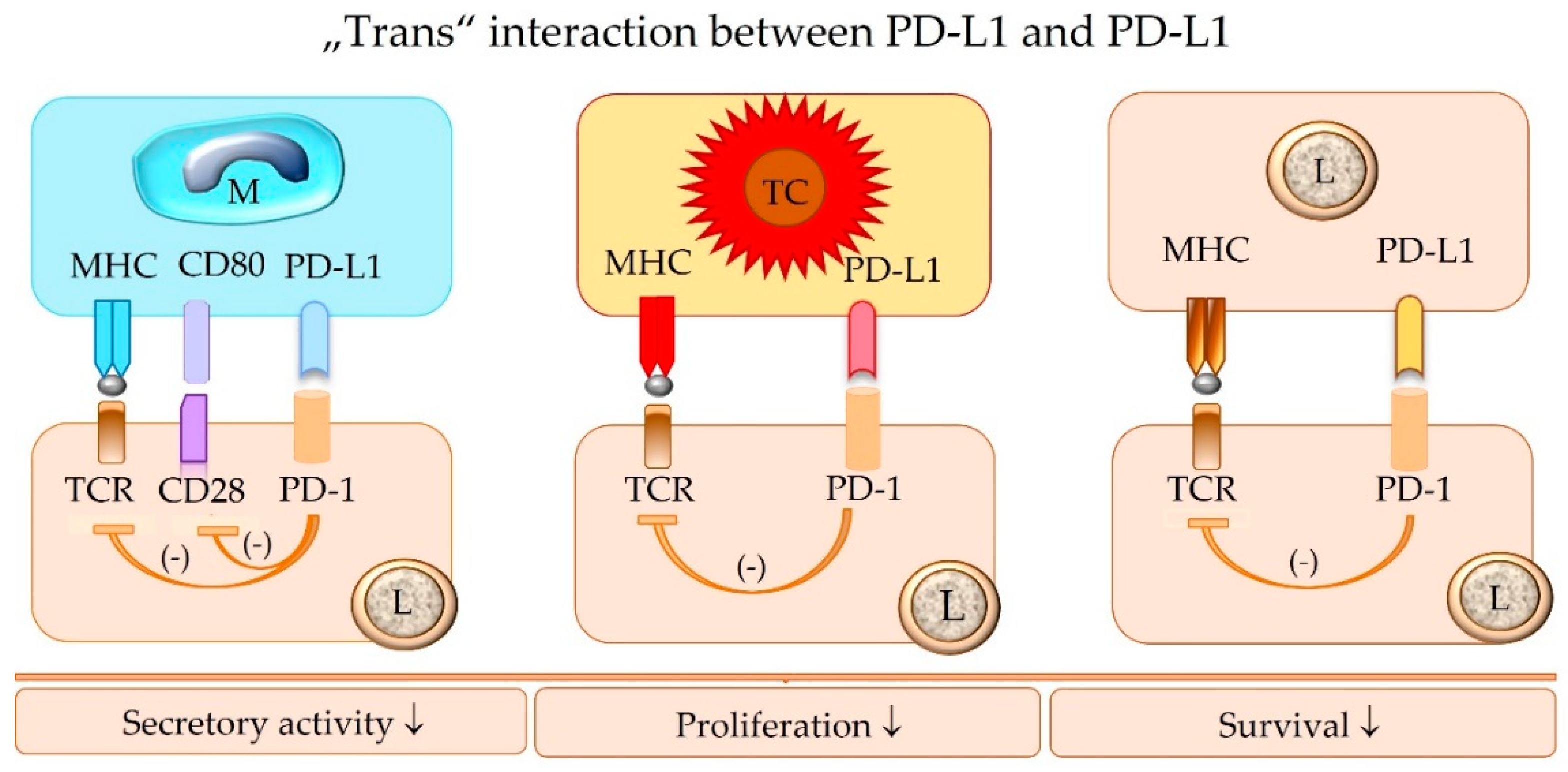 The PD-1/PD-L1 Pathway: A Perspective on Comparative Immuno-Oncology