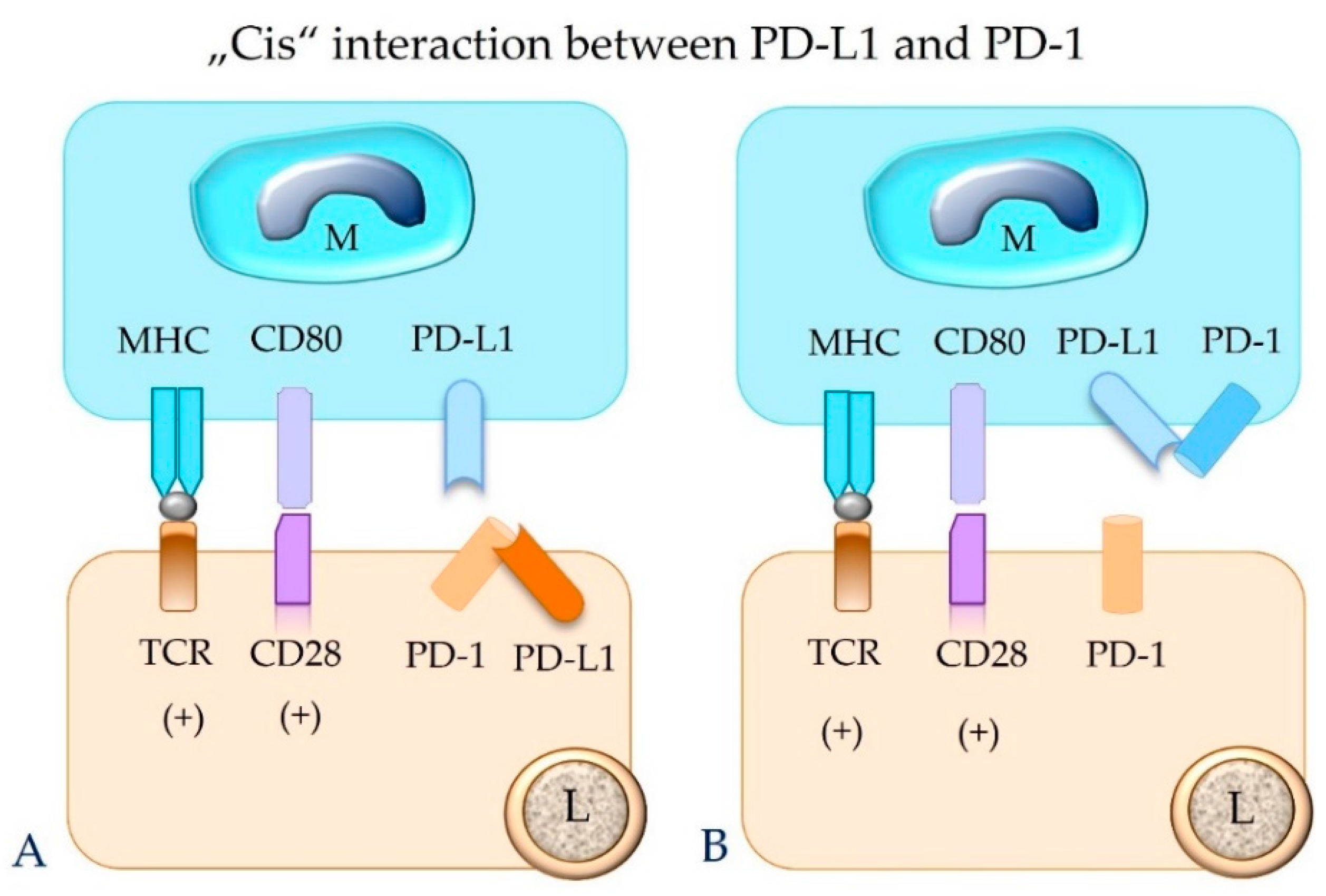The PD-1/PD-L1 Pathway: A Perspective on Comparative Immuno-Oncology