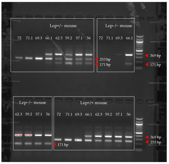 Tetra-Primer Amplification-Refractory Mutation System (ARMS)—PCR for Genotyping Mouse Leptin ...