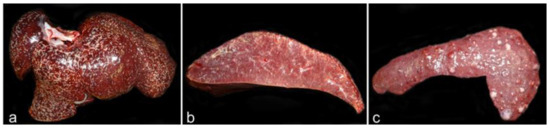 Atypical Lesions in Canine Leishmaniosis: Description of New Cases