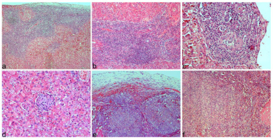 Animals | Free Full-Text | Atypical Lesions in Canine Leishmaniosis ...