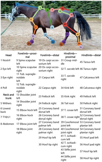 Artificial Intelligence for Lameness Detection in Horses—A Preliminary ...