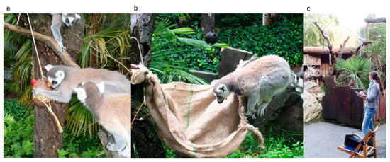 Enriching Zoo-Housed Ring-Tailed Lemurs (Lemur catta): Assessing the ...