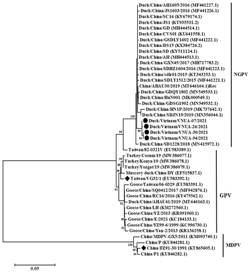 Epidemiological Analysis and Genetic Characterization of Parvovirus in ...