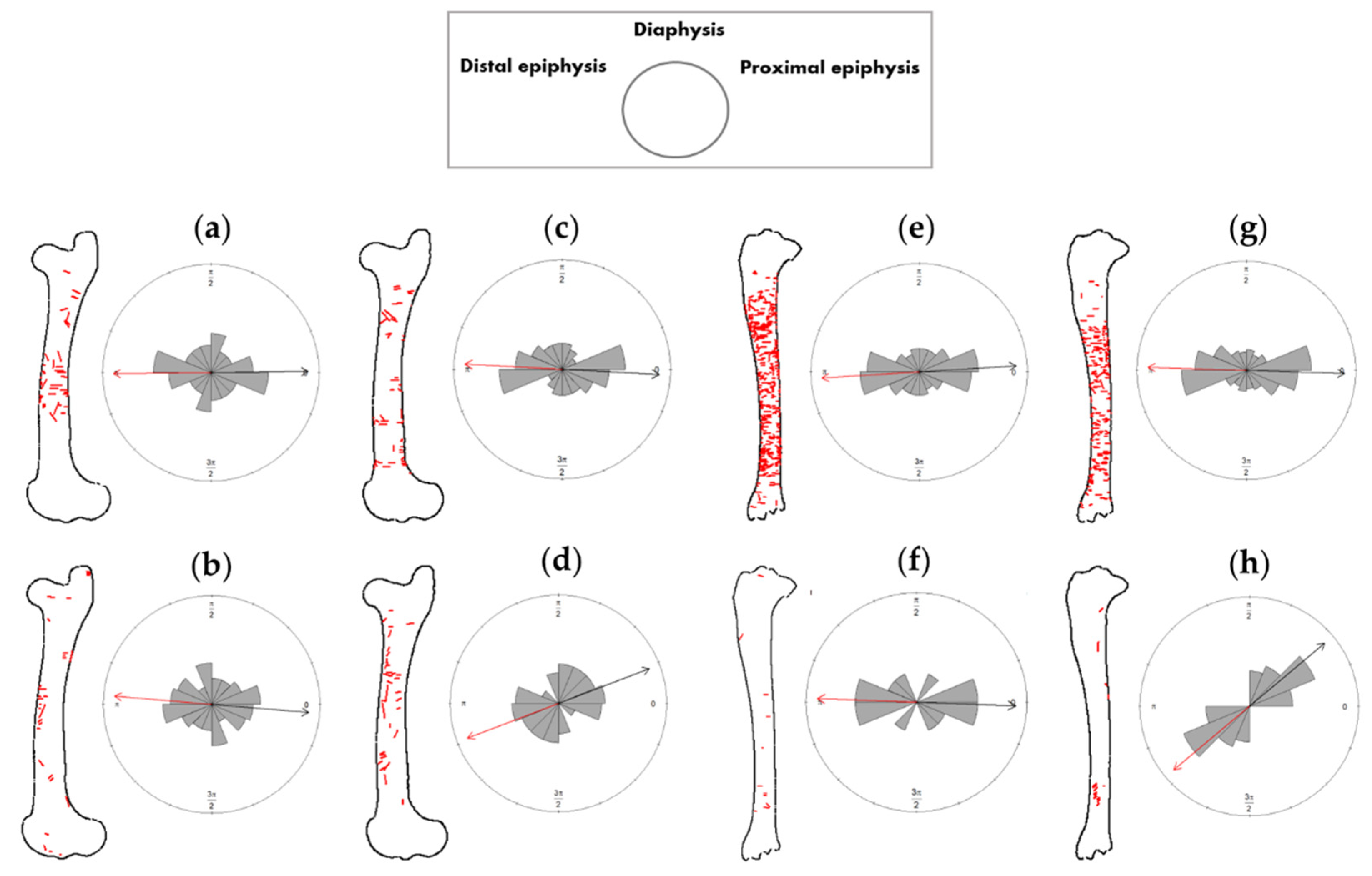Ikhnos: A Novel Software to Register and Analyze Bone Surface ...