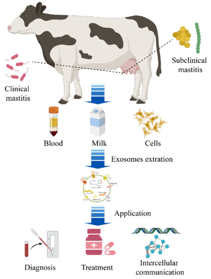 Mastitis In Cows Milk