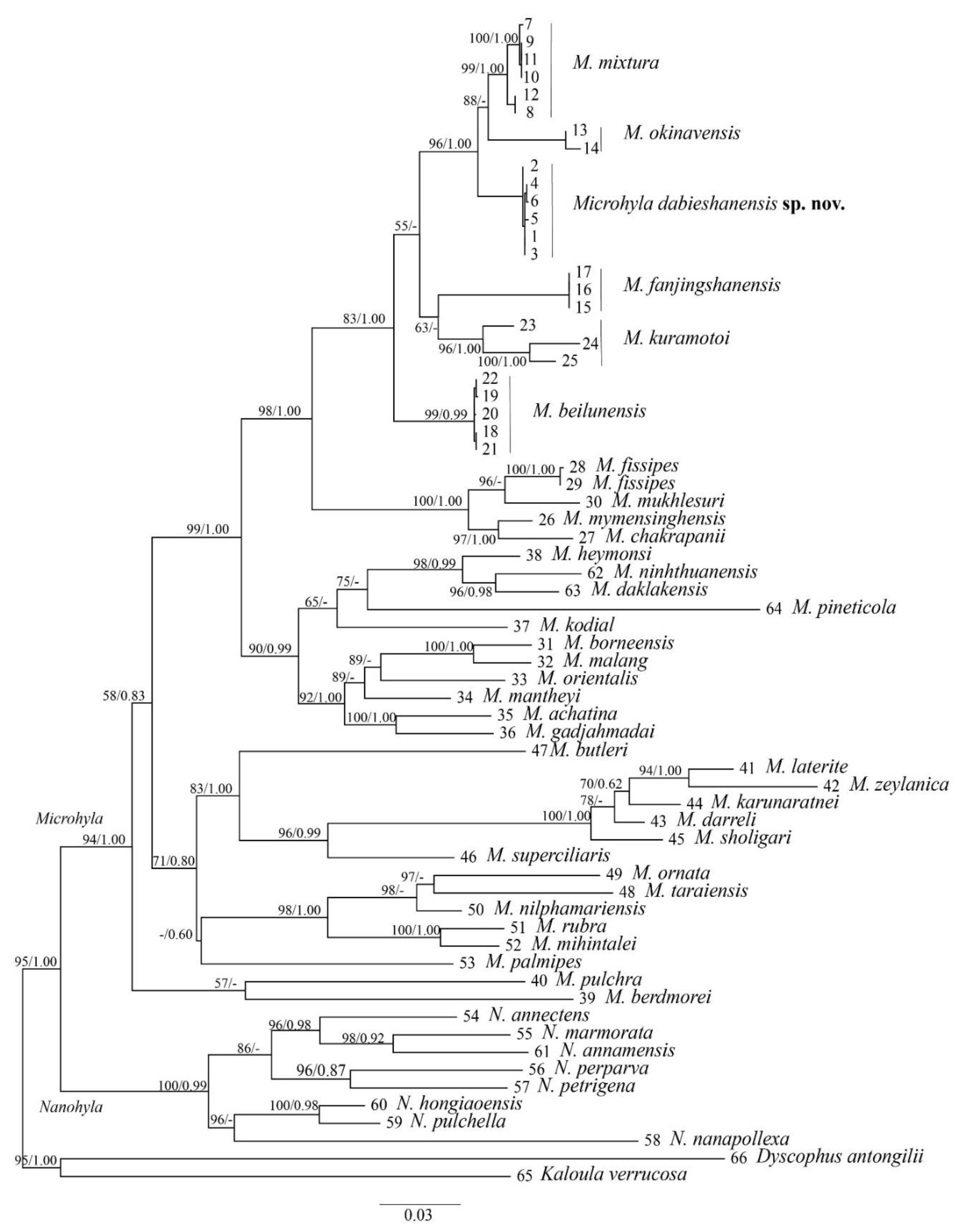 A New Species of the Genus Microhyla (Amphibia: Anura: Microhylidae ...